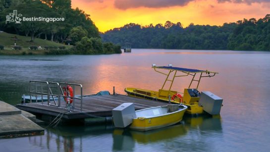 Everything You Need to Know about MacRitchie Reservoir [2026 ]