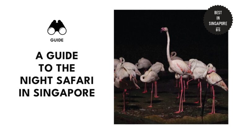 Nocturnal Explorer’s Guide to the Night Safari in Singapore [2026 ]
