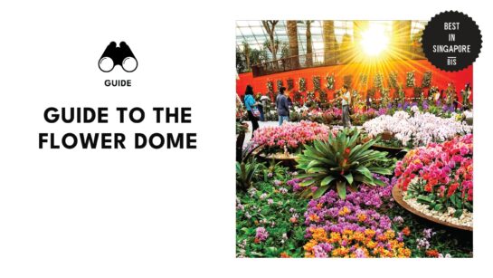 Guide to the Flower Dome: See flowers from across the world! [2026 ]
