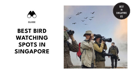 The Ultimate Guide to Bird Watching in Singapore